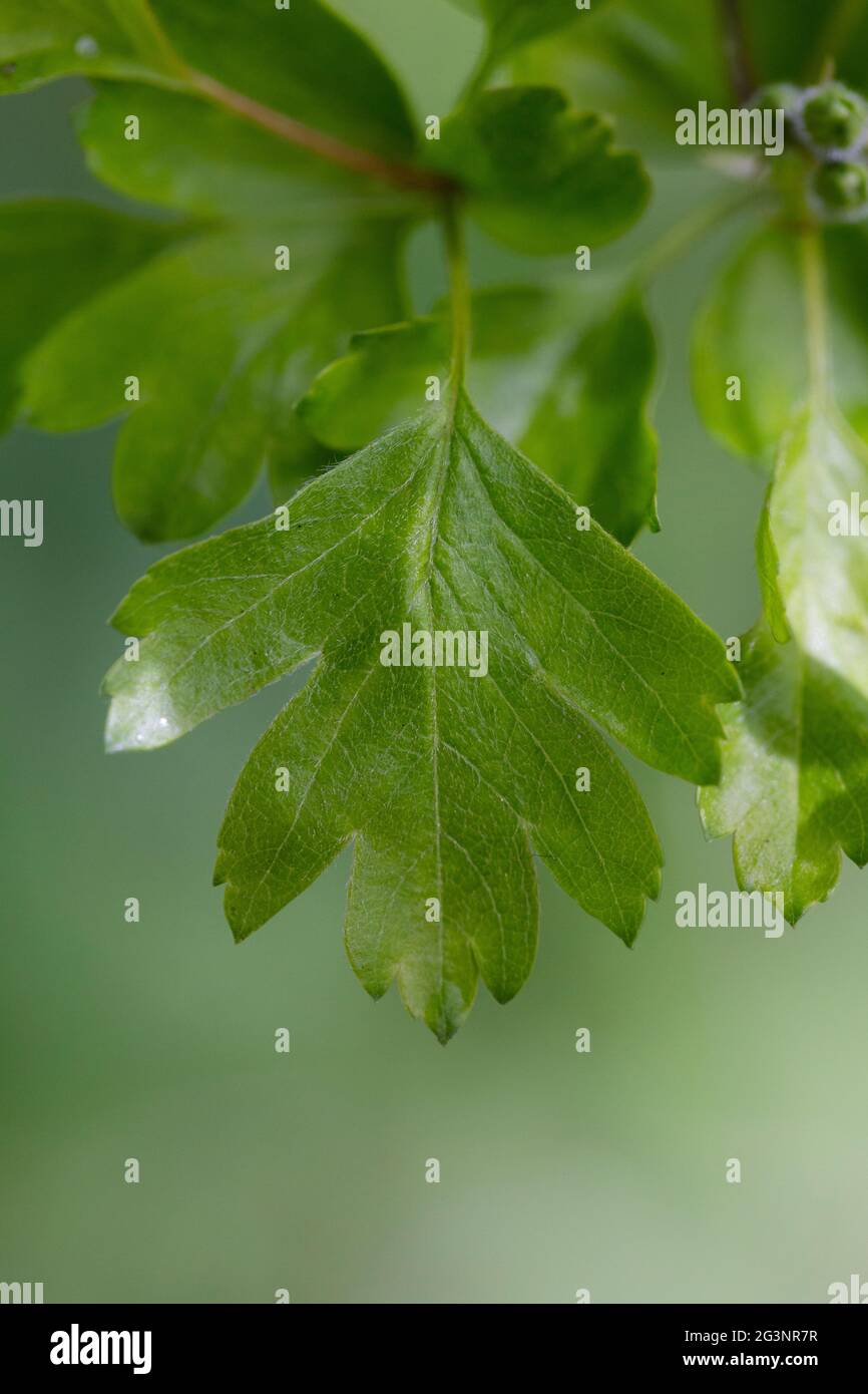 Feuille de crataegus monogyna Banque de photographies et d’images à ...