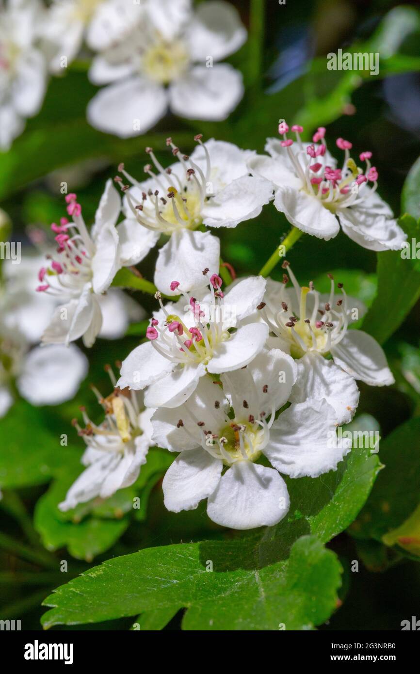 Fleurs de crataegus monogyna Banque de photographies et d’images à ...