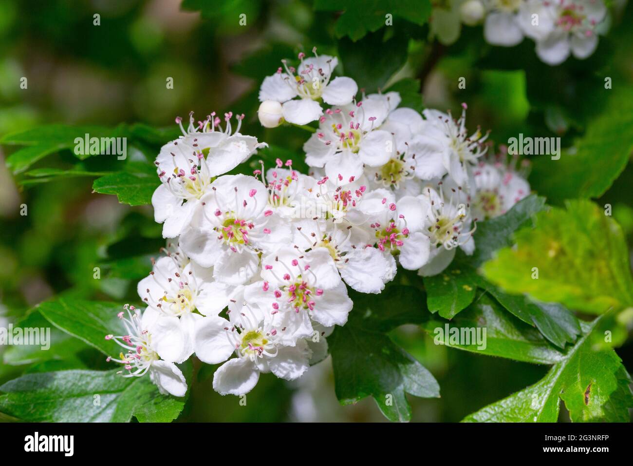 Fleurs de crataegus monogyna Banque de photographies et d’images à ...