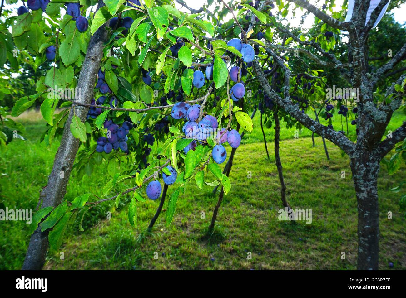 European plum prune prunus domestica Banque de photographies et d ...
