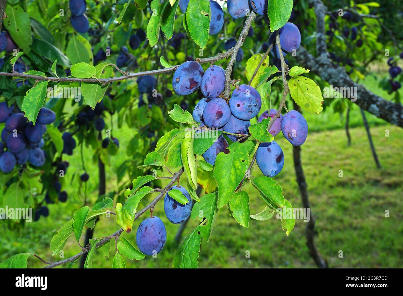 European plum prune prunus domestica Banque de photographies et d ...