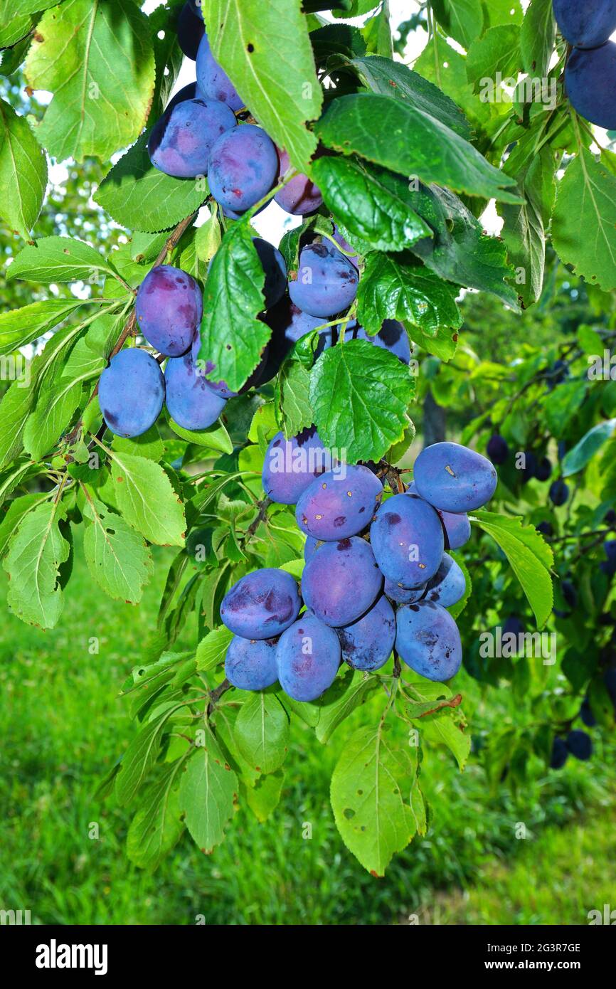 European plum prune prunus domestica Banque de photographies et d ...