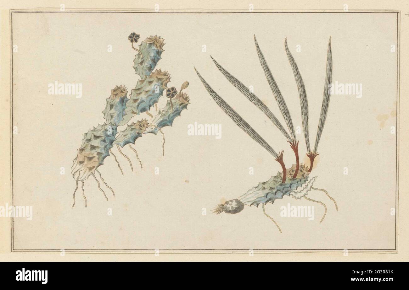 Pectinaria articulata Banque de photographies et d’images à haute ...
