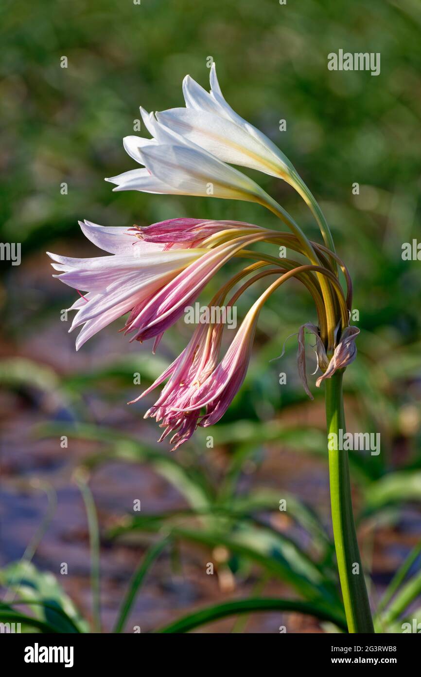 Ferme Sandhof près de Maltahöhe: Lily Blossom (Crinum paludosum ...