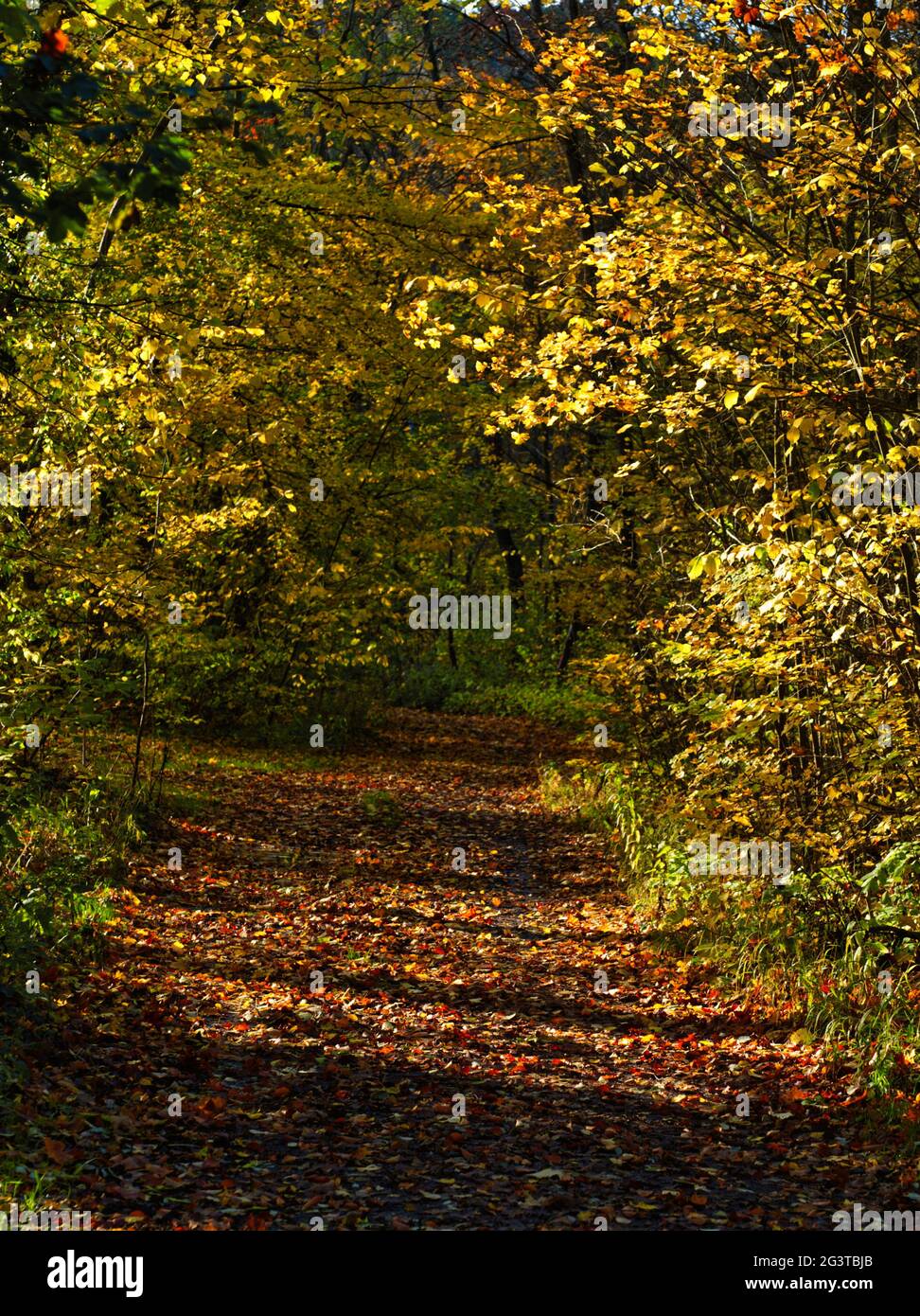 Voie d'automne Banque de photographies et d’images à haute résolution ...