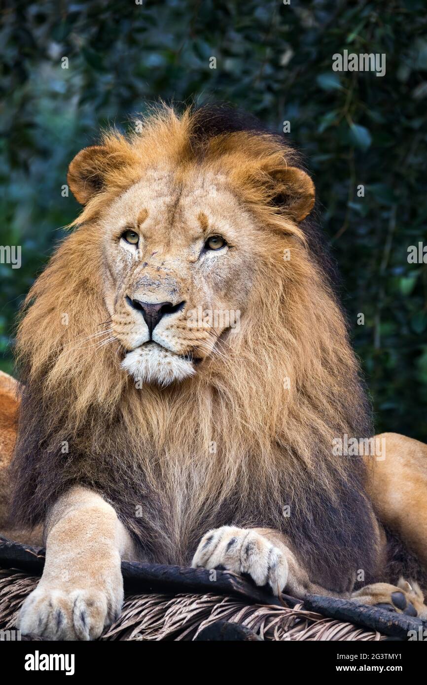 Lion du katanga Banque de photographies et d’images à haute résolution ...