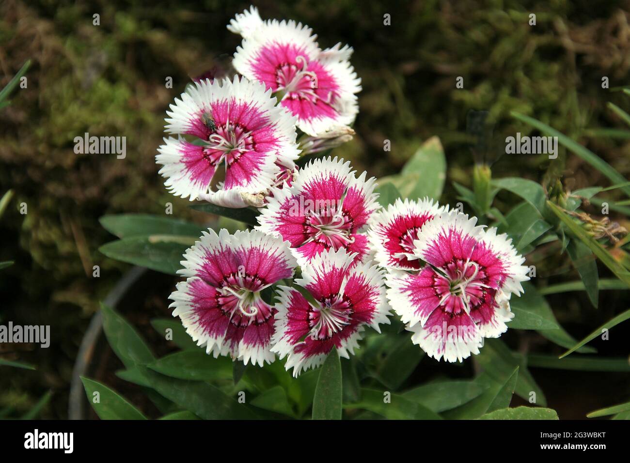 Affichage floral spectaculaire Banque de photographies et d’images à ...