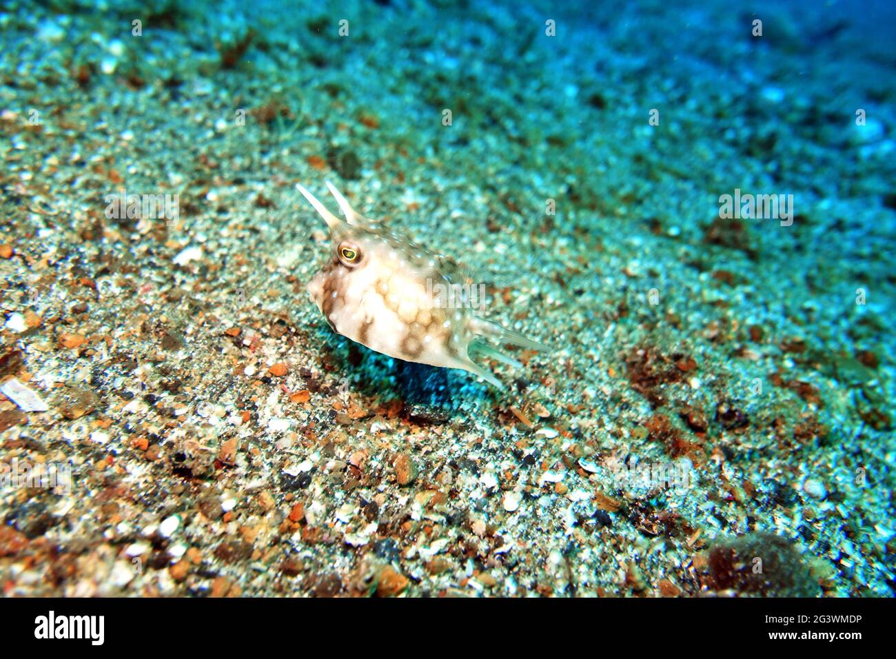 Poisson-de-vache, poisson-de-vache, poisson-à-vache, poisson-boxer à ...