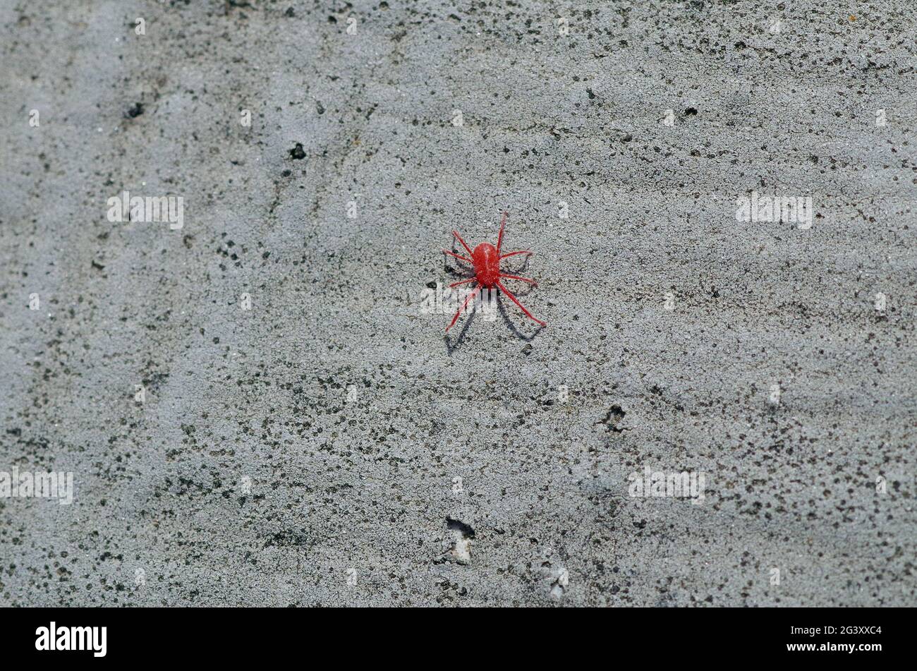 Petite araignée rouge Banque de photographies et d’images à haute ...