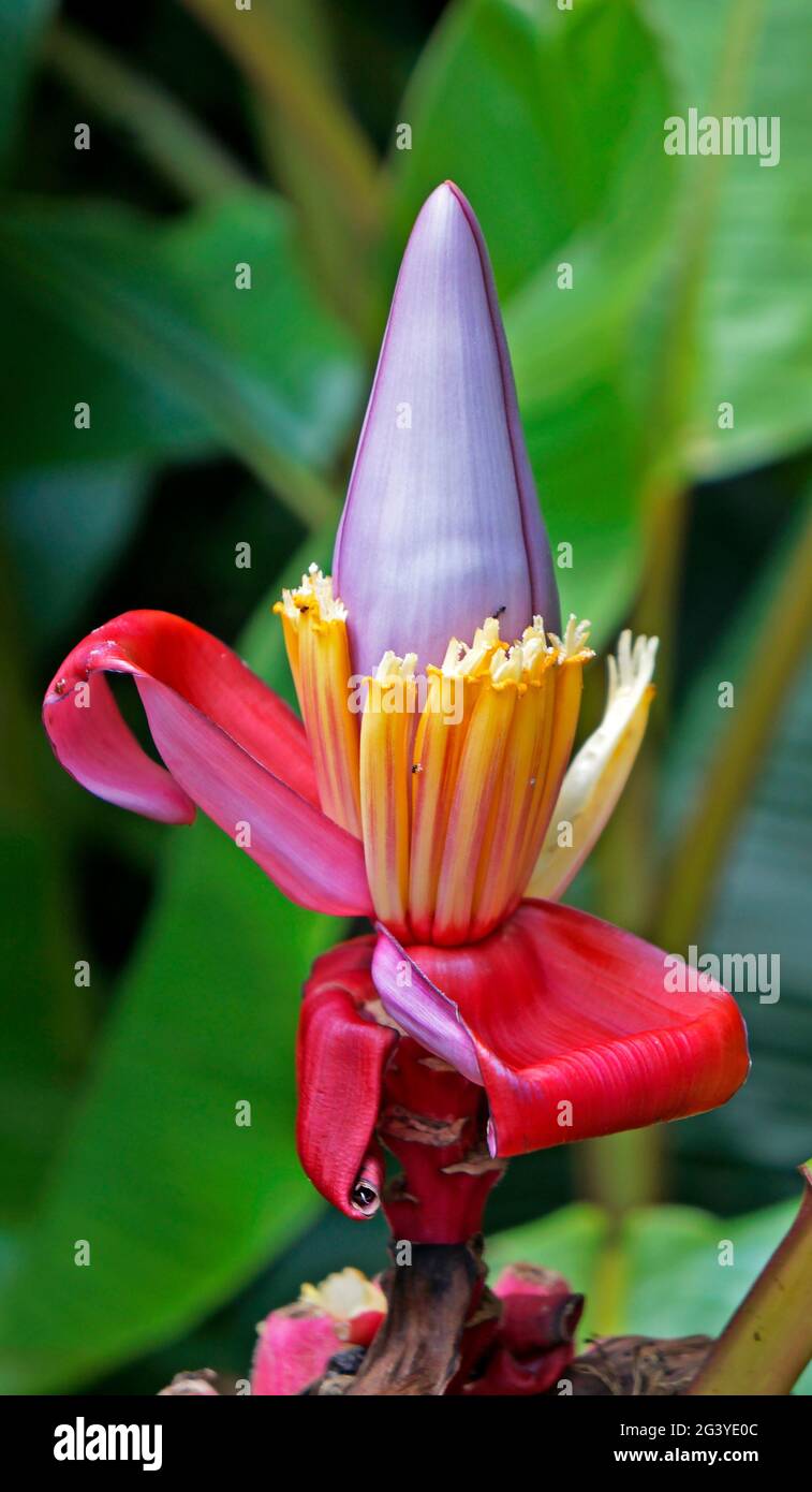 Fleur de bananier en velours rose Banque de photographies et d’images à ...