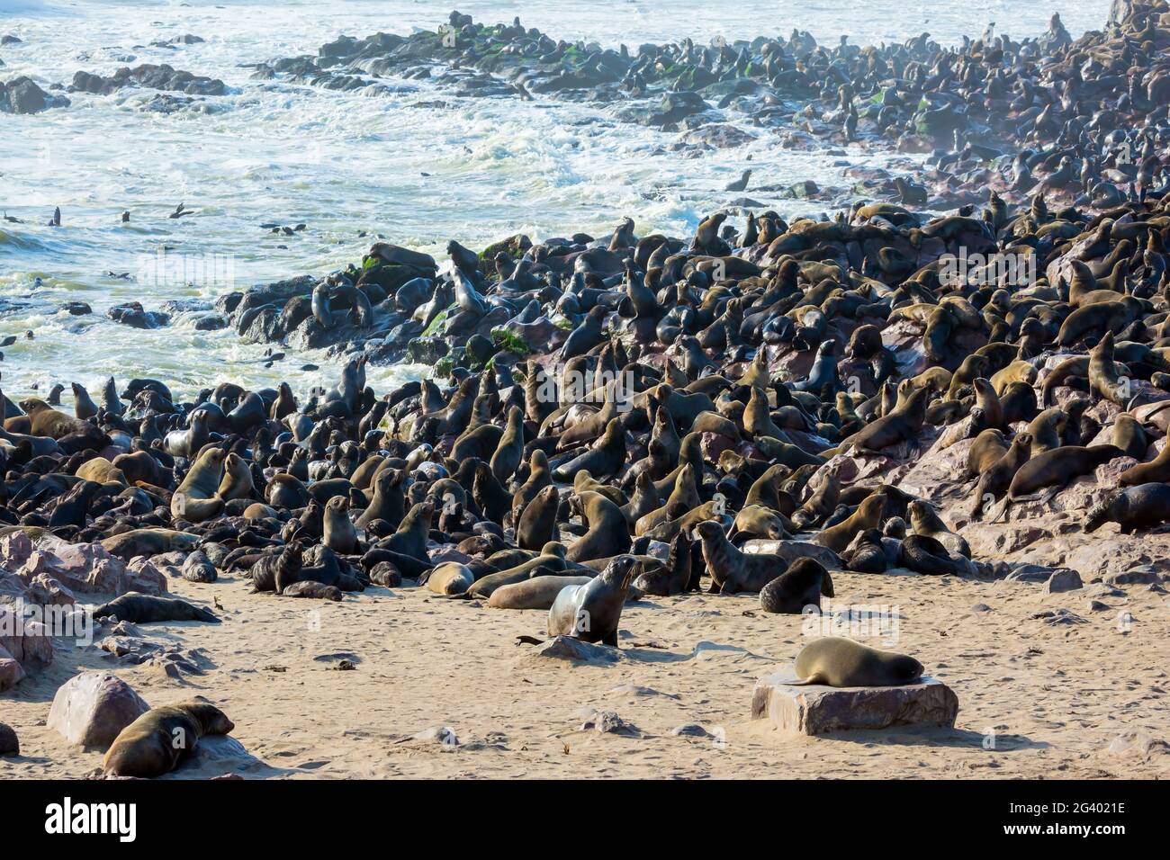 Grande colonie de phoques Banque de photographies et d’images à haute ...
