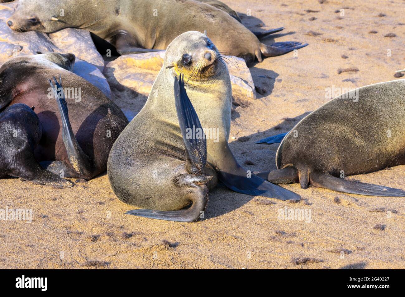 Grande colonie de phoques Banque de photographies et d’images à haute ...