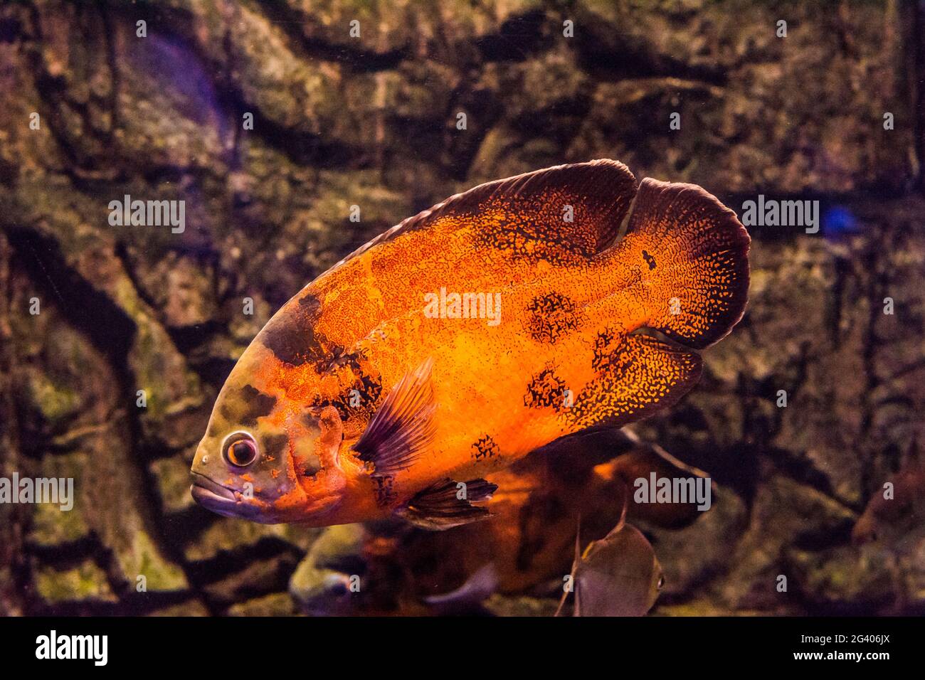 Oscar astronotus ocellatus Banque de photographies et d’images à haute ...