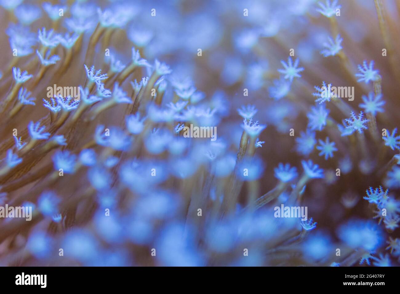 Coraux fluorescent Banque de photographies et d’images à haute ...