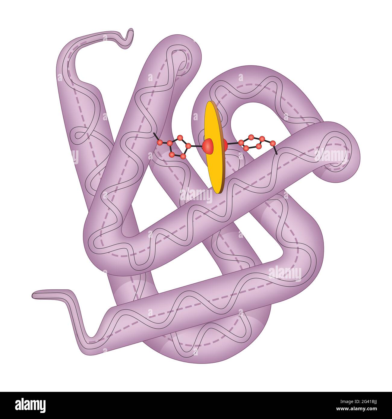 Structure de la molécule de myoglobine humaine Photo Stock - Alamy