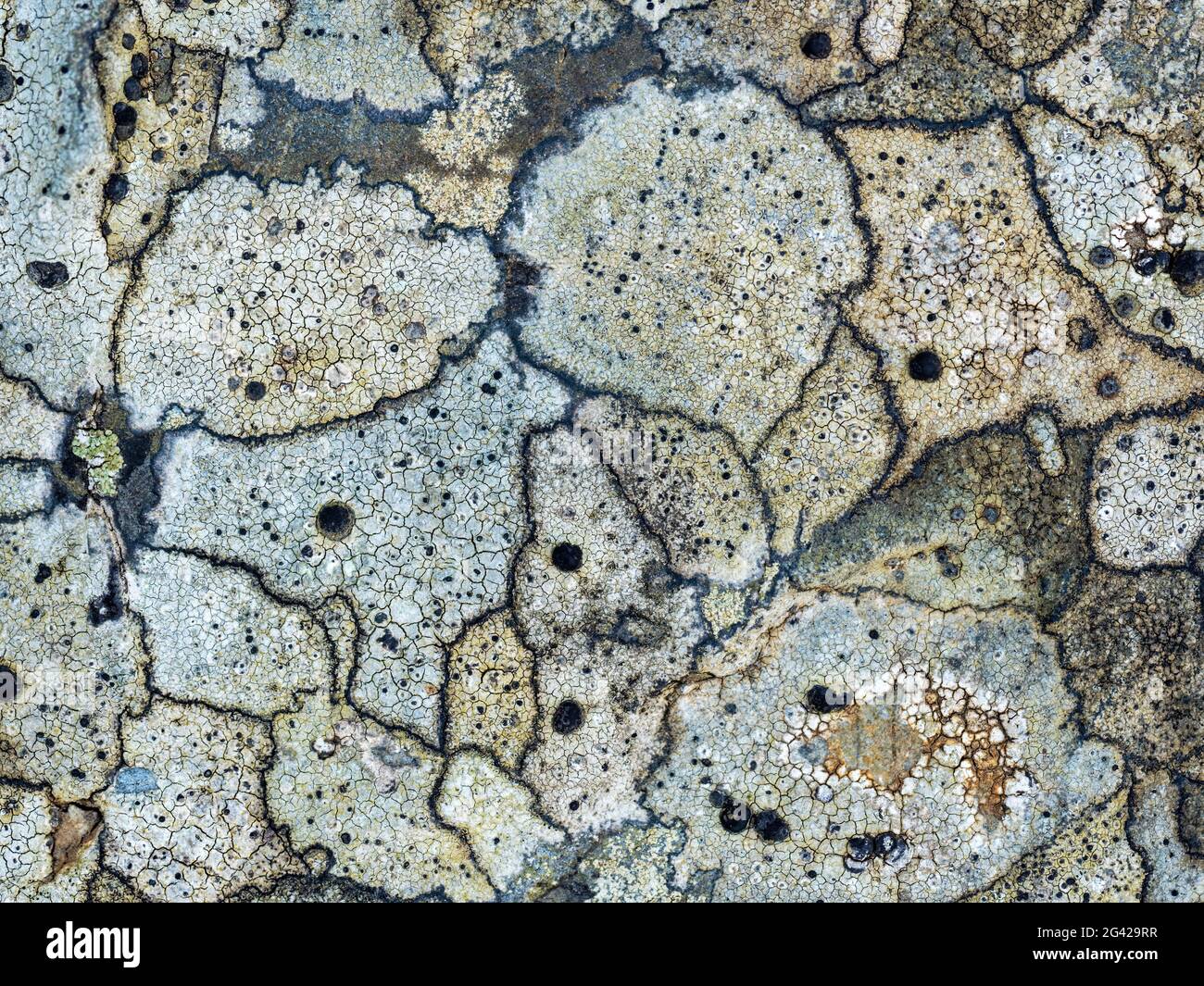 Carte des lichens Banque de photographies et d’images à haute ...