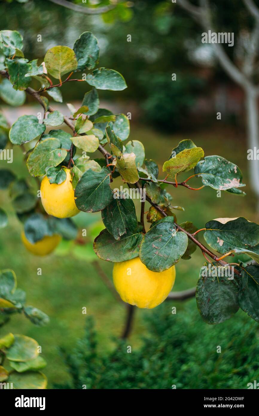 Arbre de coing qui pousse dans le jardin. Les fruits mûrs de coing ...