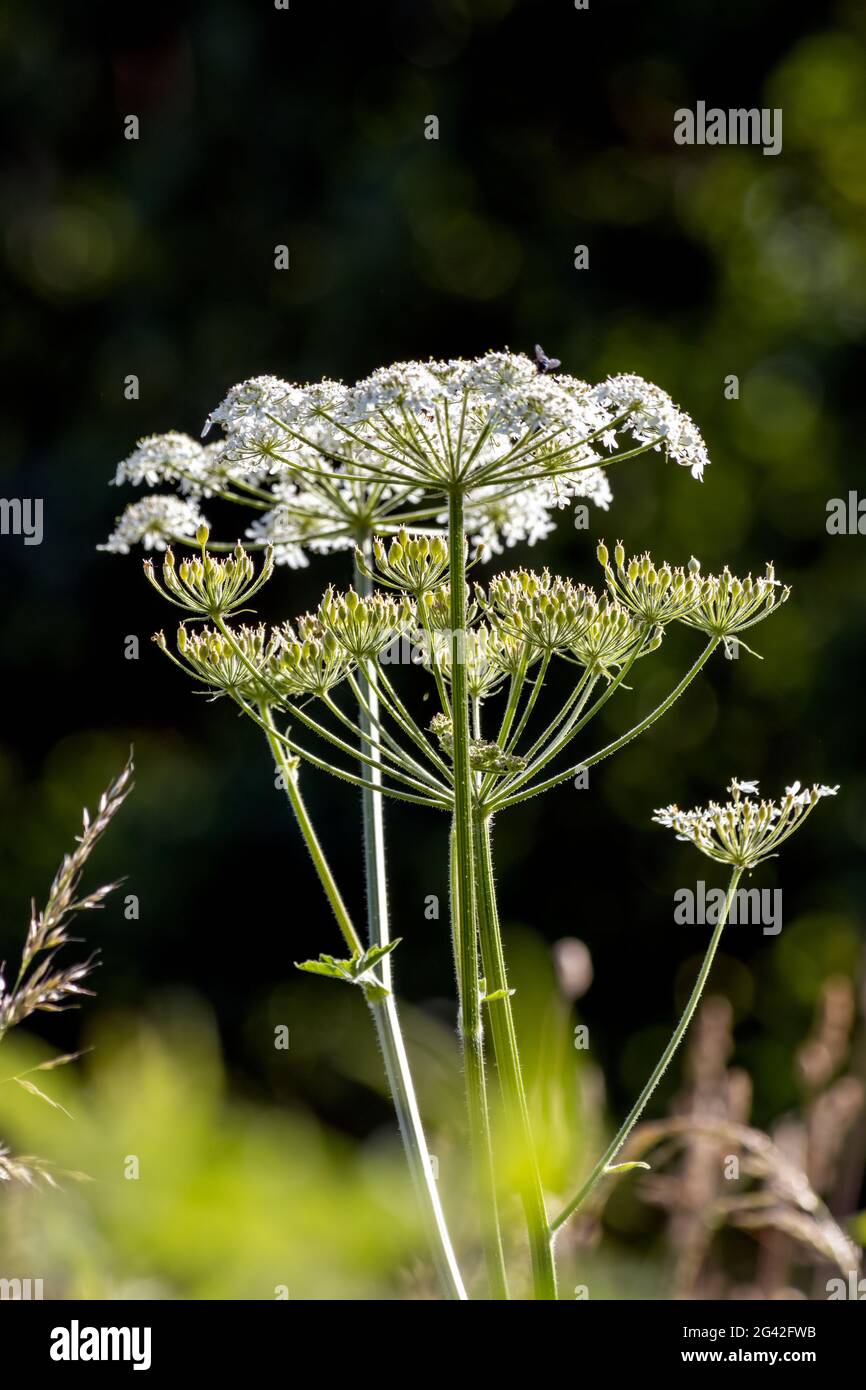 Floraison de persil Banque de photographies et d’images à haute ...
