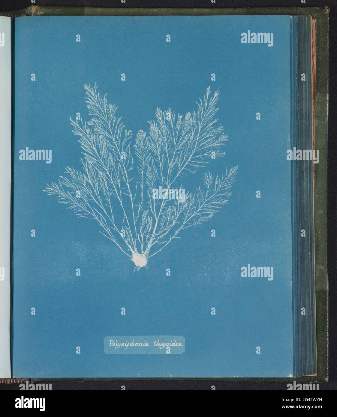 Polysiphonia thuyoides Banque de photographies et d’images à haute ...