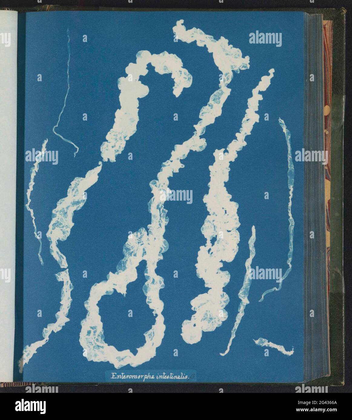 Enteromorpha intestinalis Banque de photographies et d’images à haute ...