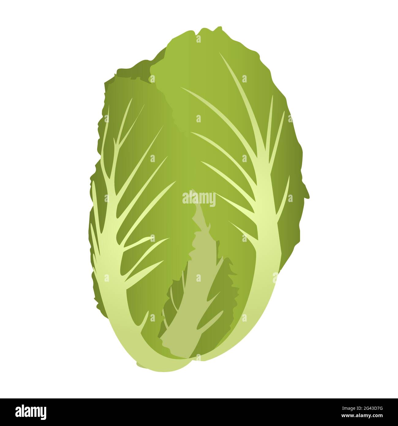 Une feuille de blettes Banque d'images vectorielles - Alamy