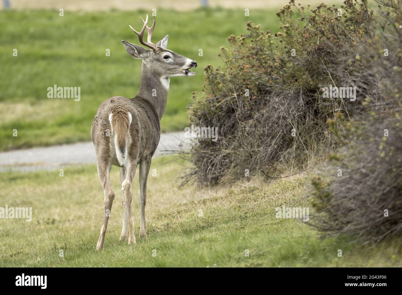 Queue blanche de cerf Banque de photographies et d’images à haute ...