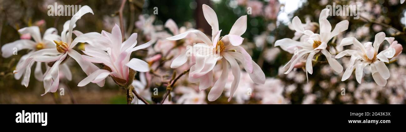Arbre en fleurs roses au printemps Banque de photographies et d’images ...