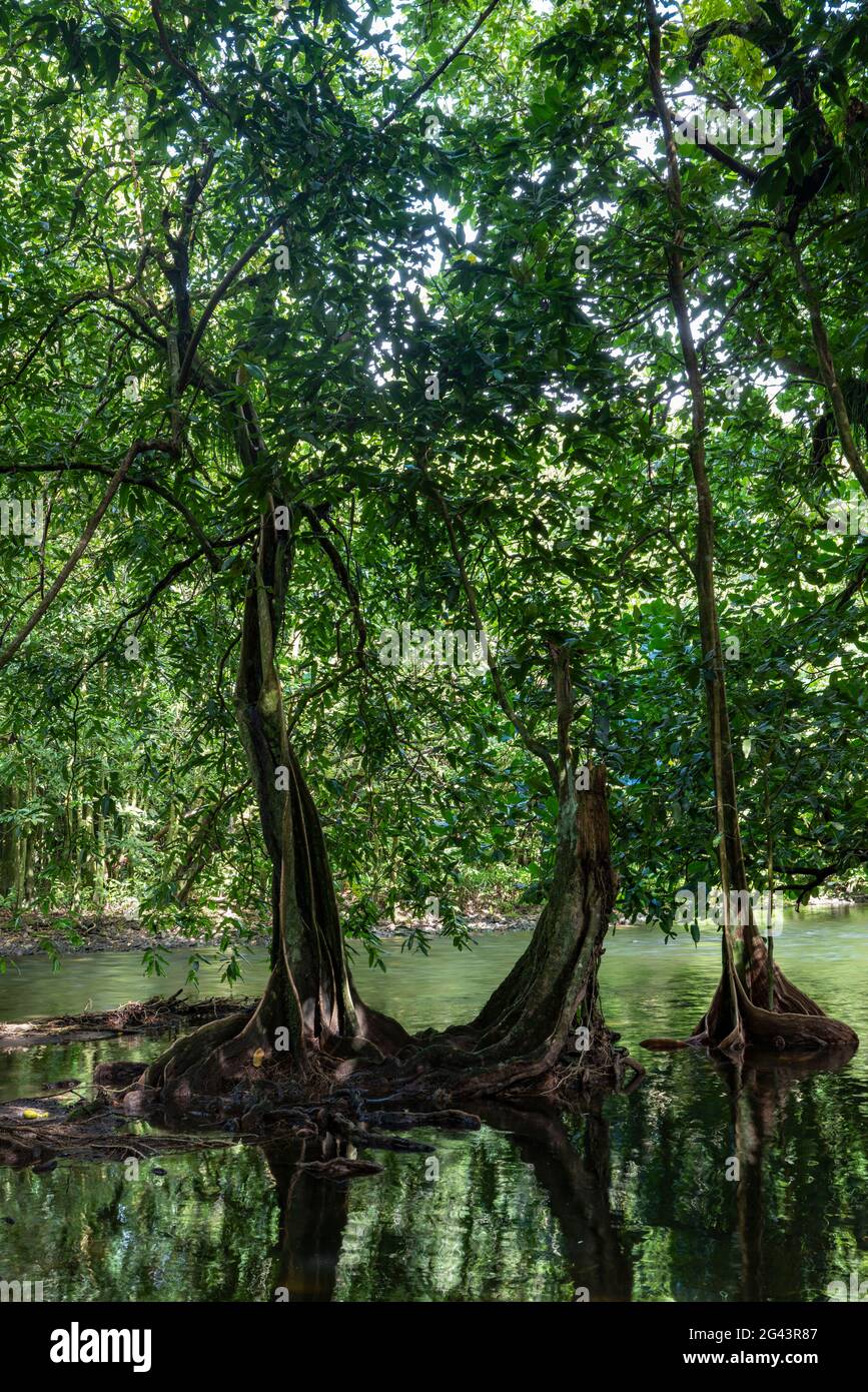 Banyan Tree and Mangroves le long du ruisseau près de la grotte de ...