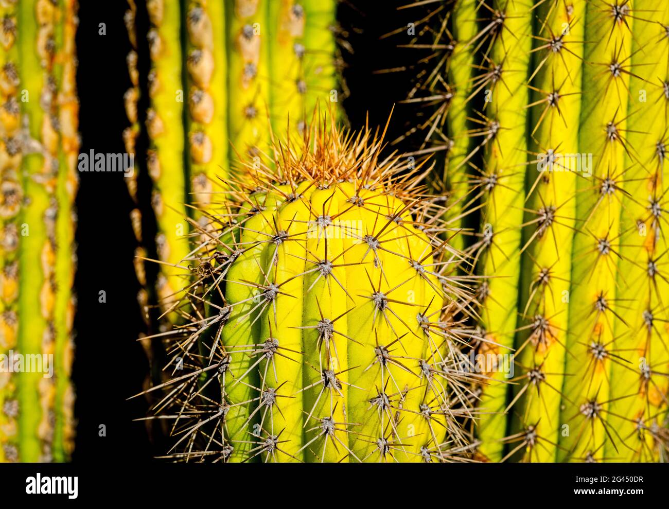 Aiguille de cactus Banque de photographies et d’images à haute ...