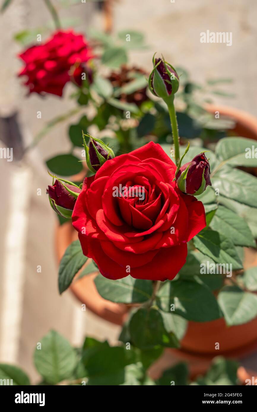 Rose Roses Fleur Rouge Fleurs Jardin Jardinage Banque d'image et photos ...