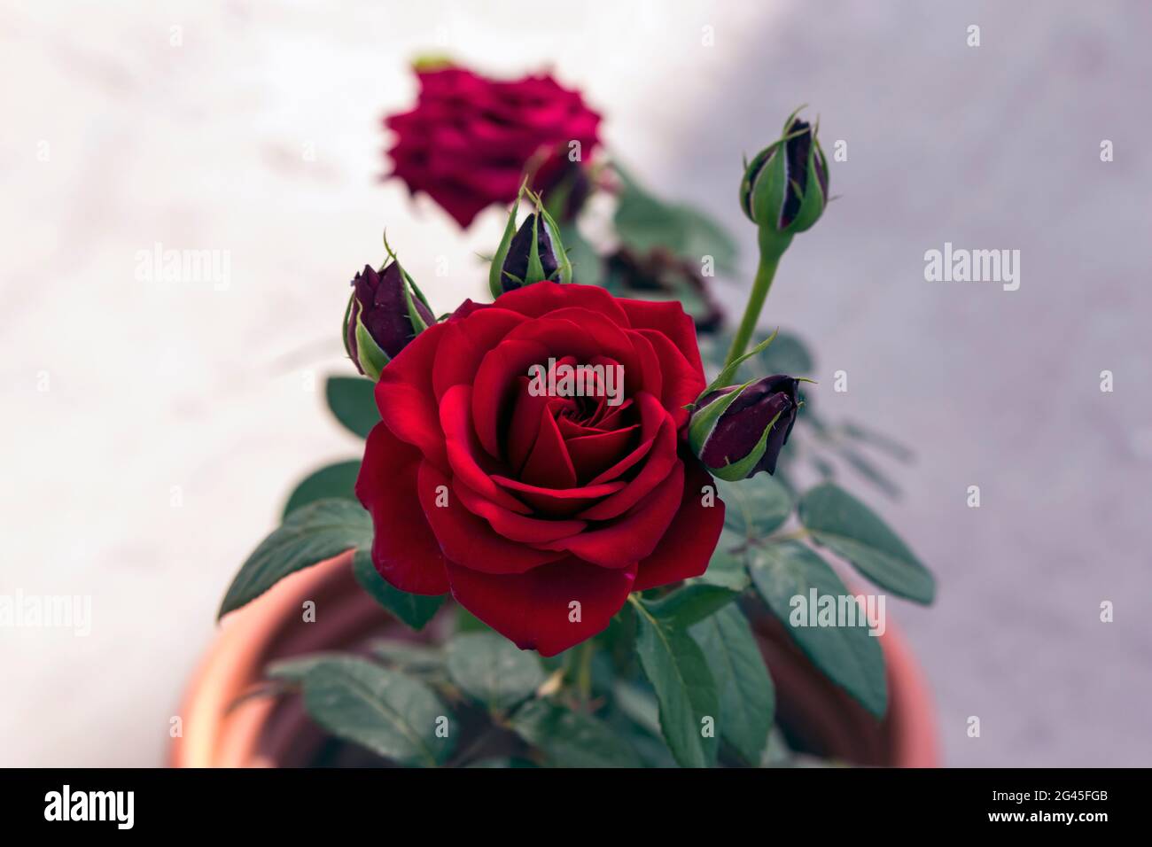 Rose Roses Fleur Rouge Fleurs Jardin Jardinage Banque d'image et photos ...