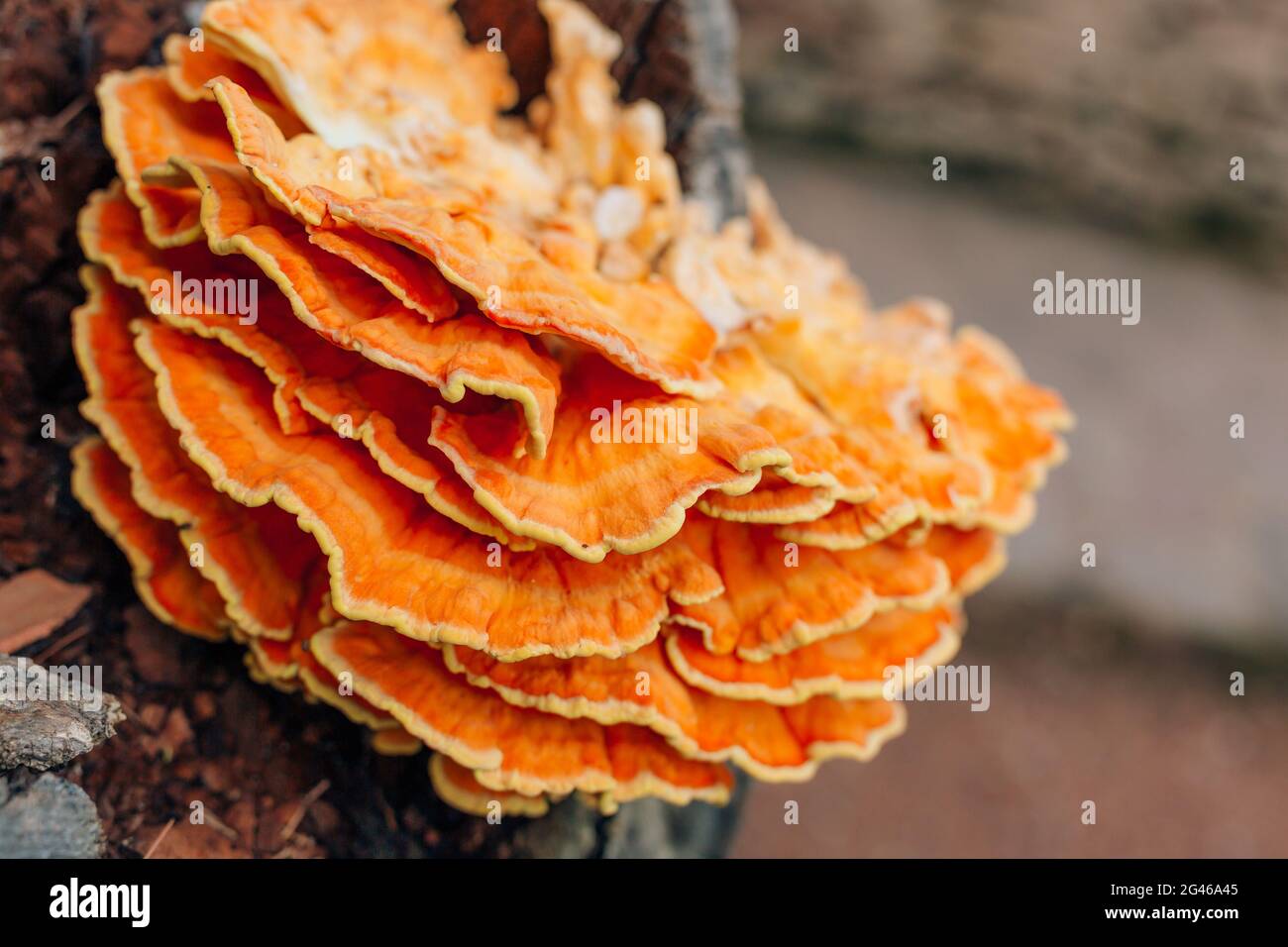 Champignons jaune vif sur le tronc Banque de photographies et d’images ...
