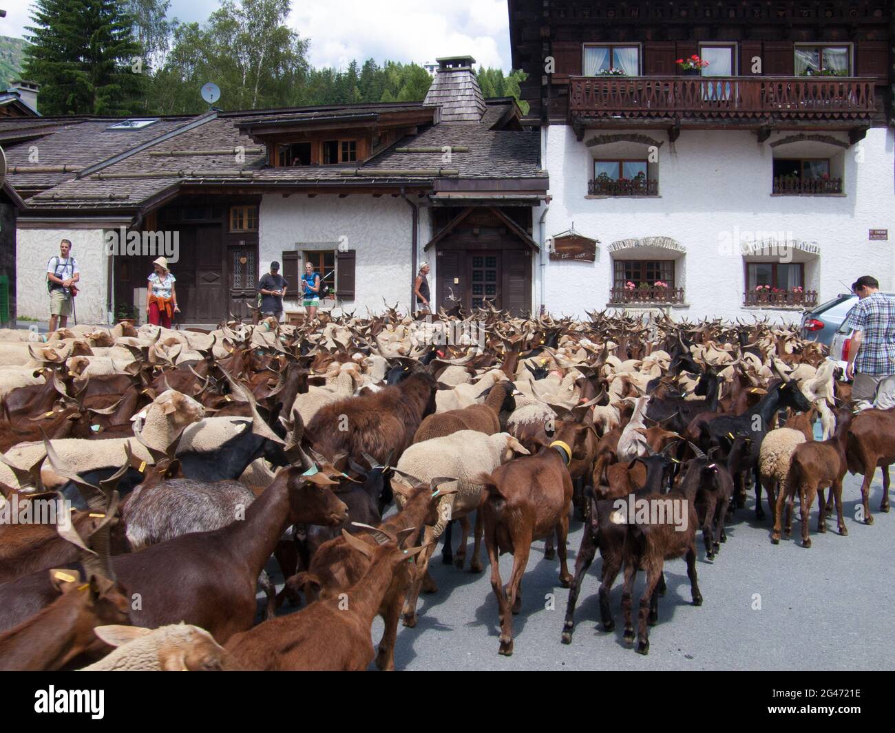 La transhumance Banque de photographies et d’images à haute résolution ...