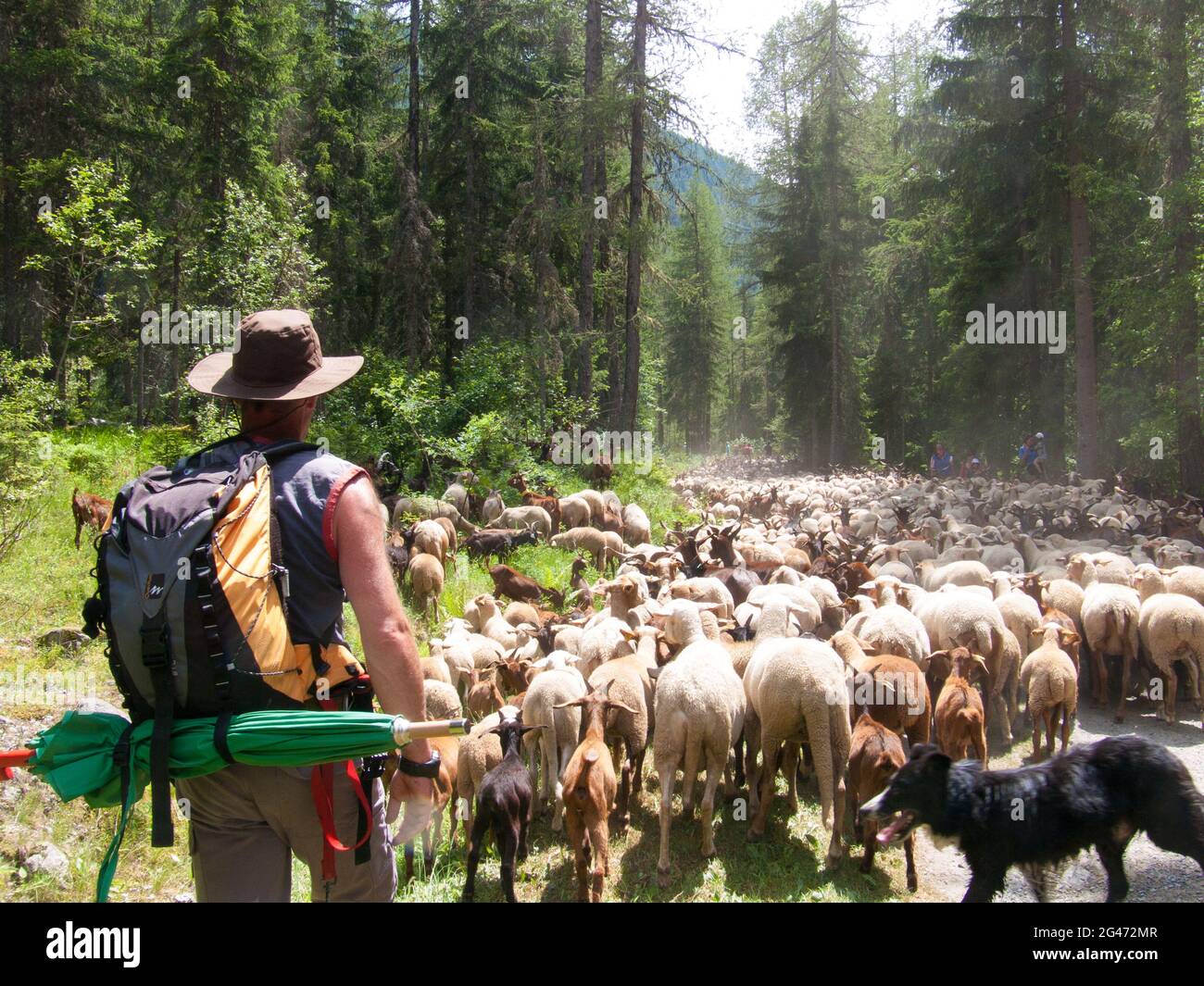La transhumance Banque de photographies et d’images à haute résolution ...