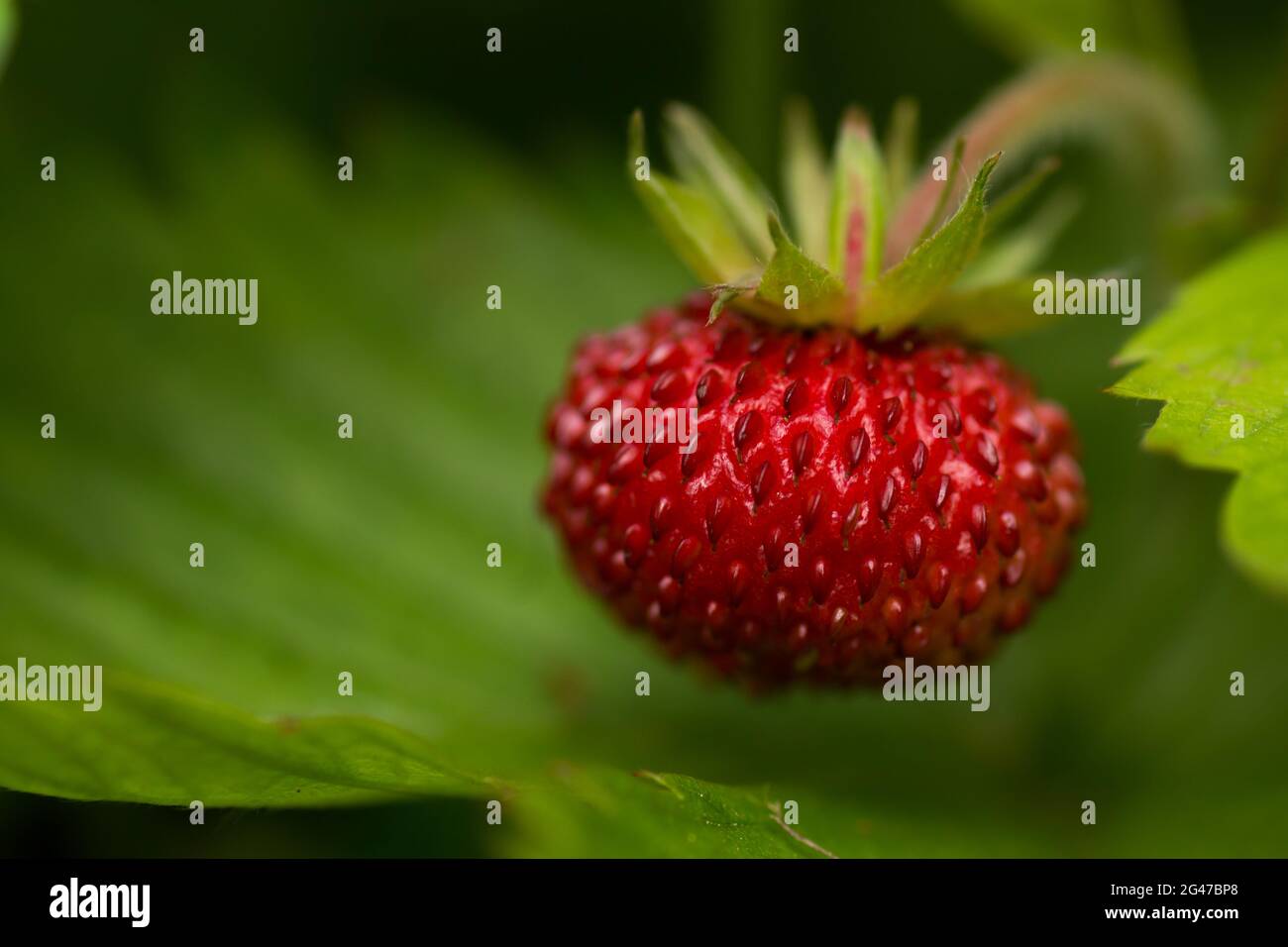 Photo macro d'une fraise sauvage mûre rouge ou d'une fraise de bois sur ...