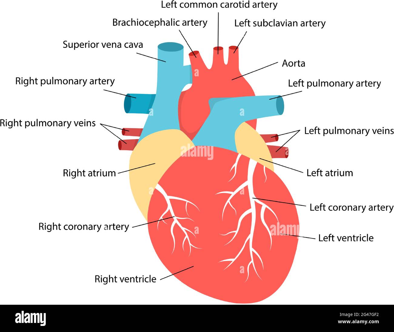 Human Heart Diagram Banque d'images vectorielles - Alamy