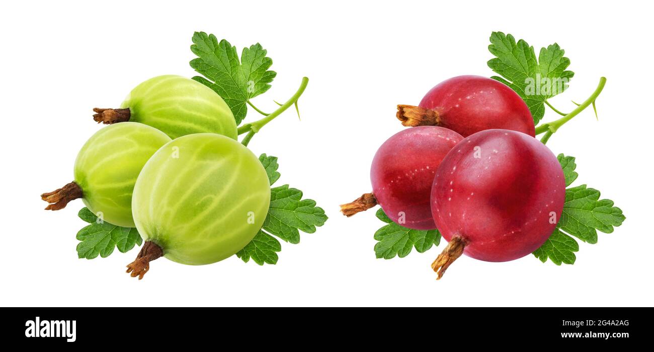 Feuilles de groseille Banque de photographies et d’images à haute ...