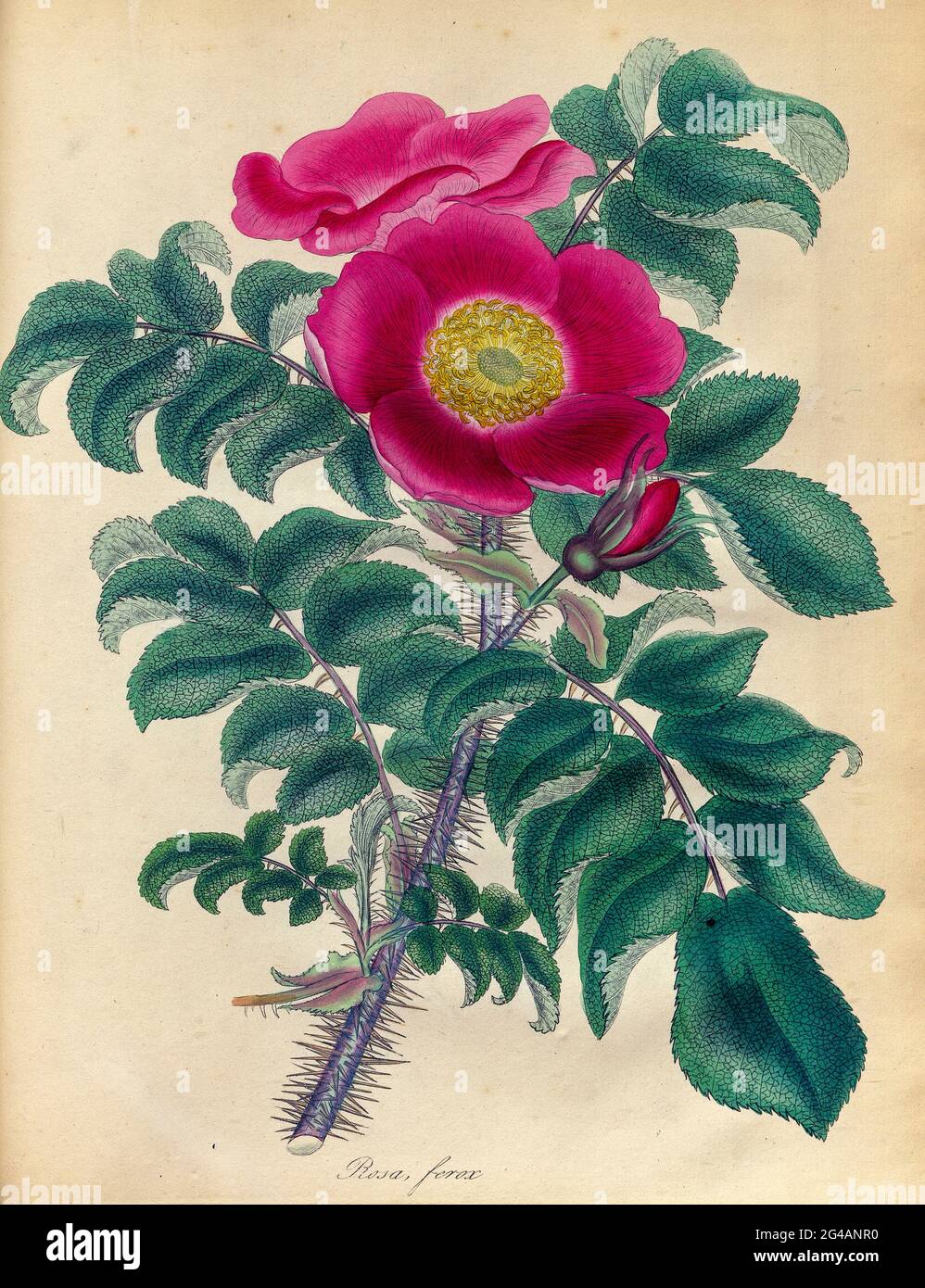 Rosa ferox Banque de photographies et d’images à haute résolution - Alamy