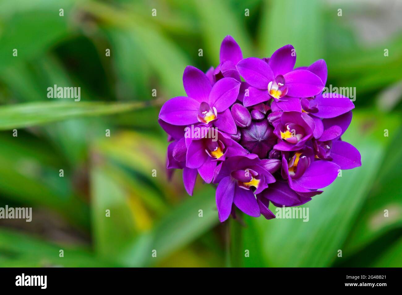 Spathoglottis plicata blume Banque de photographies et d’images à haute ...