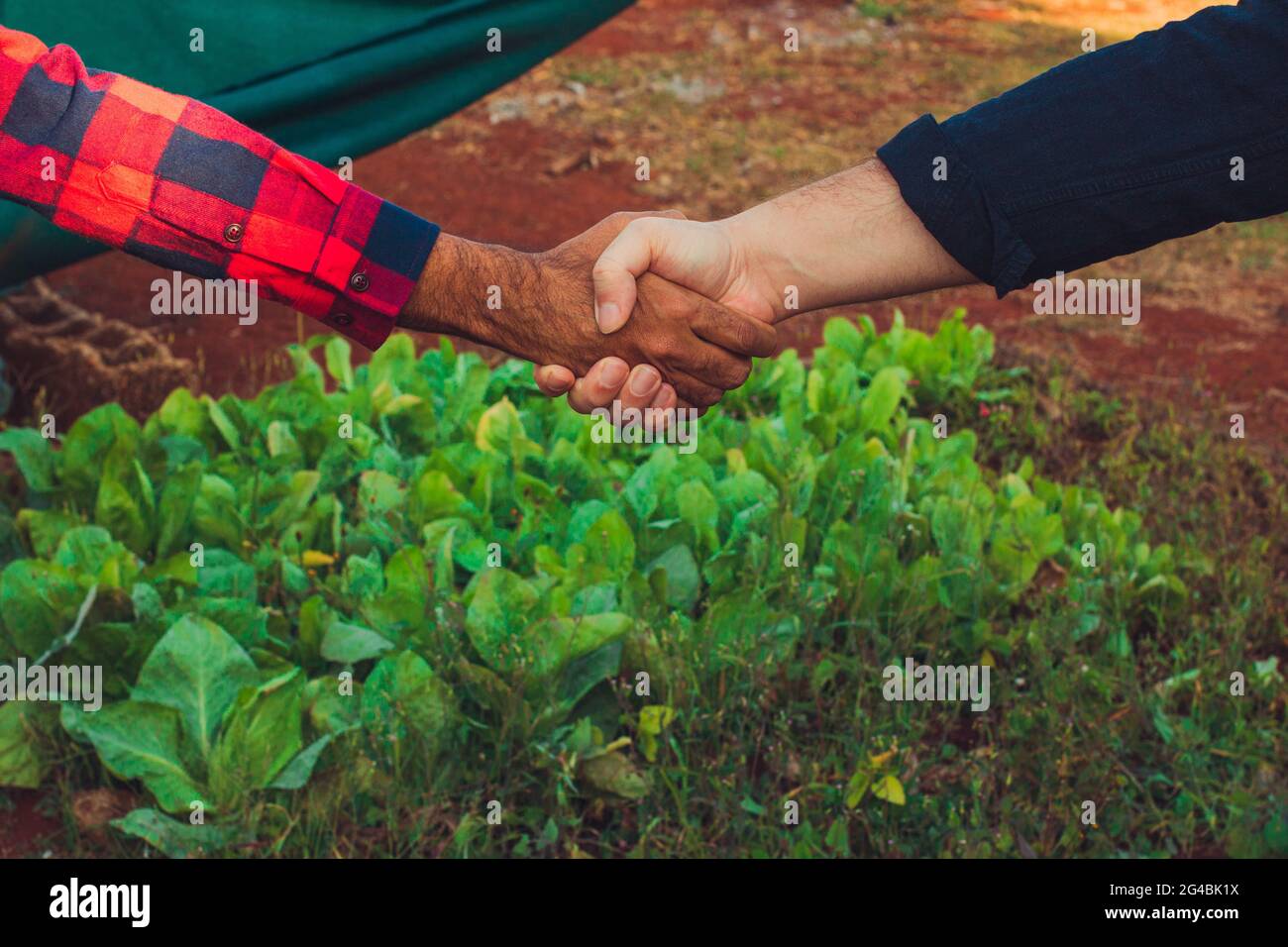 Poignée de main fermier Banque de photographies et d’images à haute ...