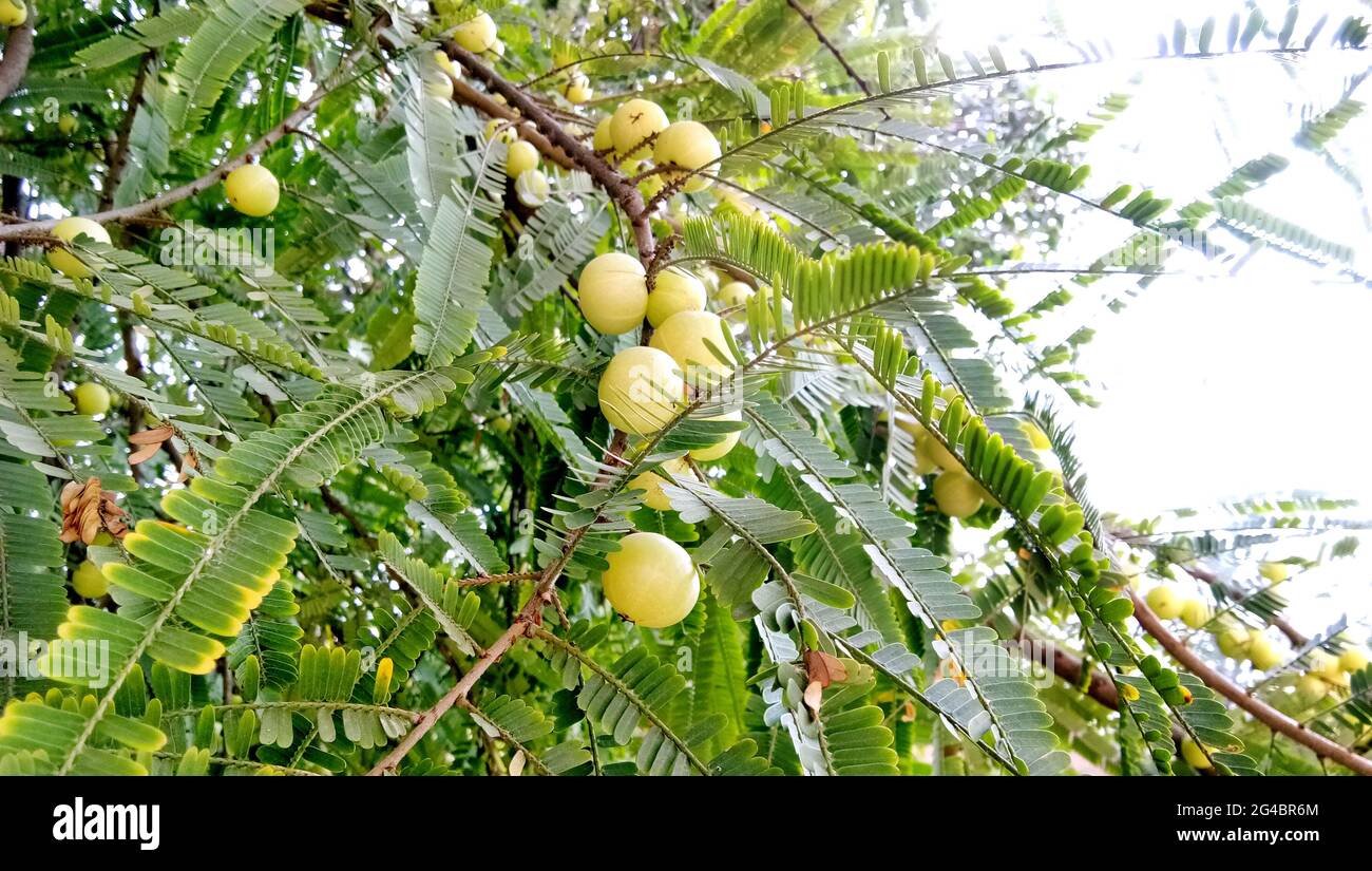 Groseilles indiennes ou de fruits d'amla sur arbre à feuilles vert ...