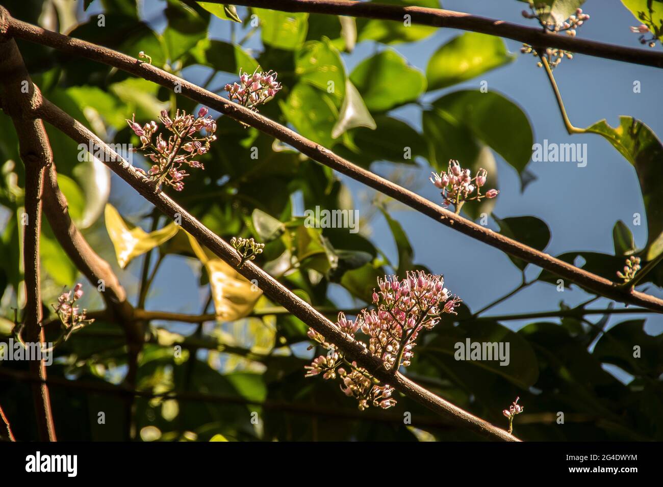 Grappes de fleurs roses Banque de photographies et d’images à haute ...