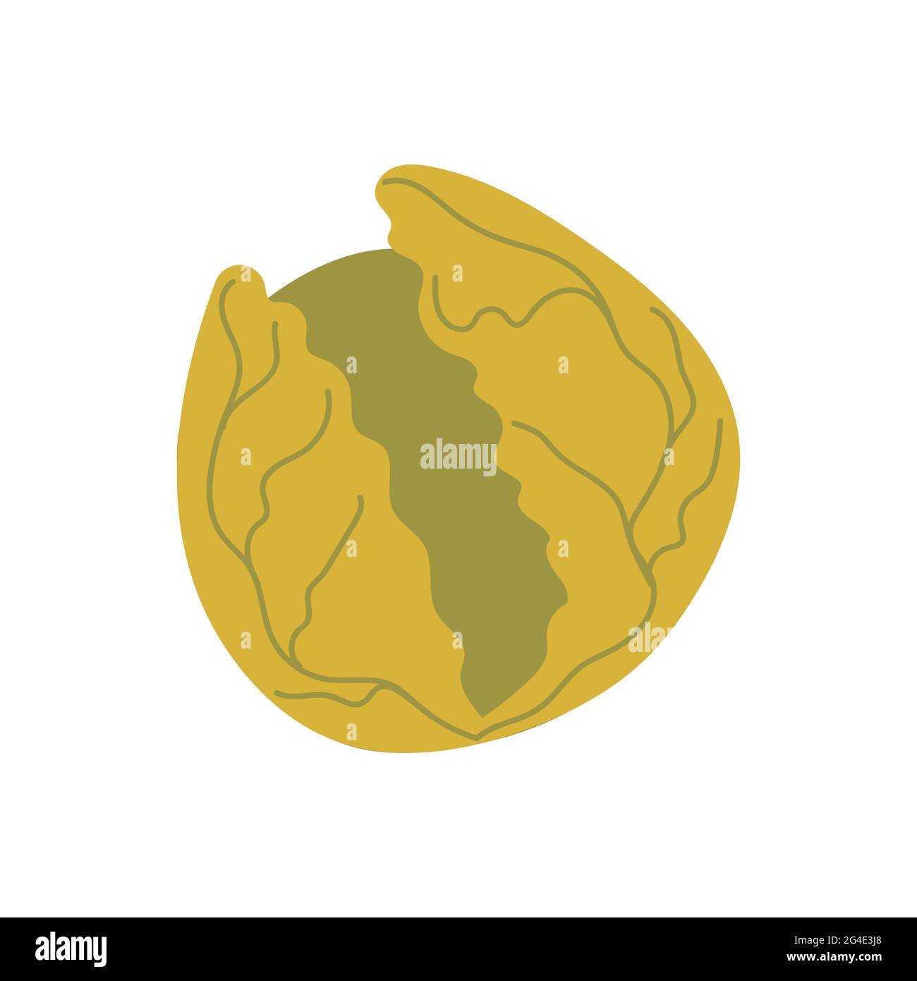 Tige de chou Banque d'images vectorielles - Alamy