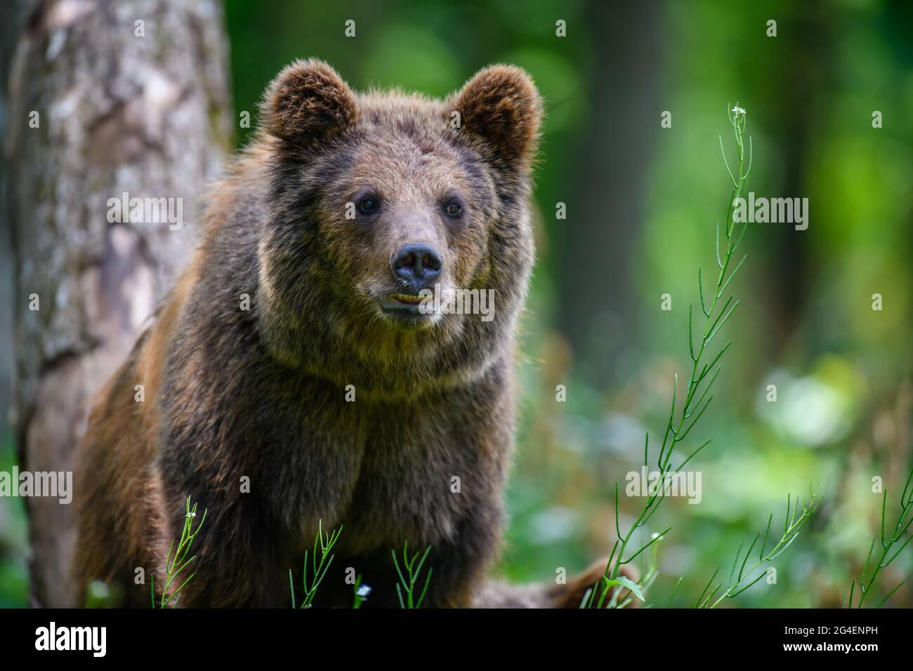 Ours brun sauvage (Ursus arctos) dans la forêt d'été. Animal dans l ...