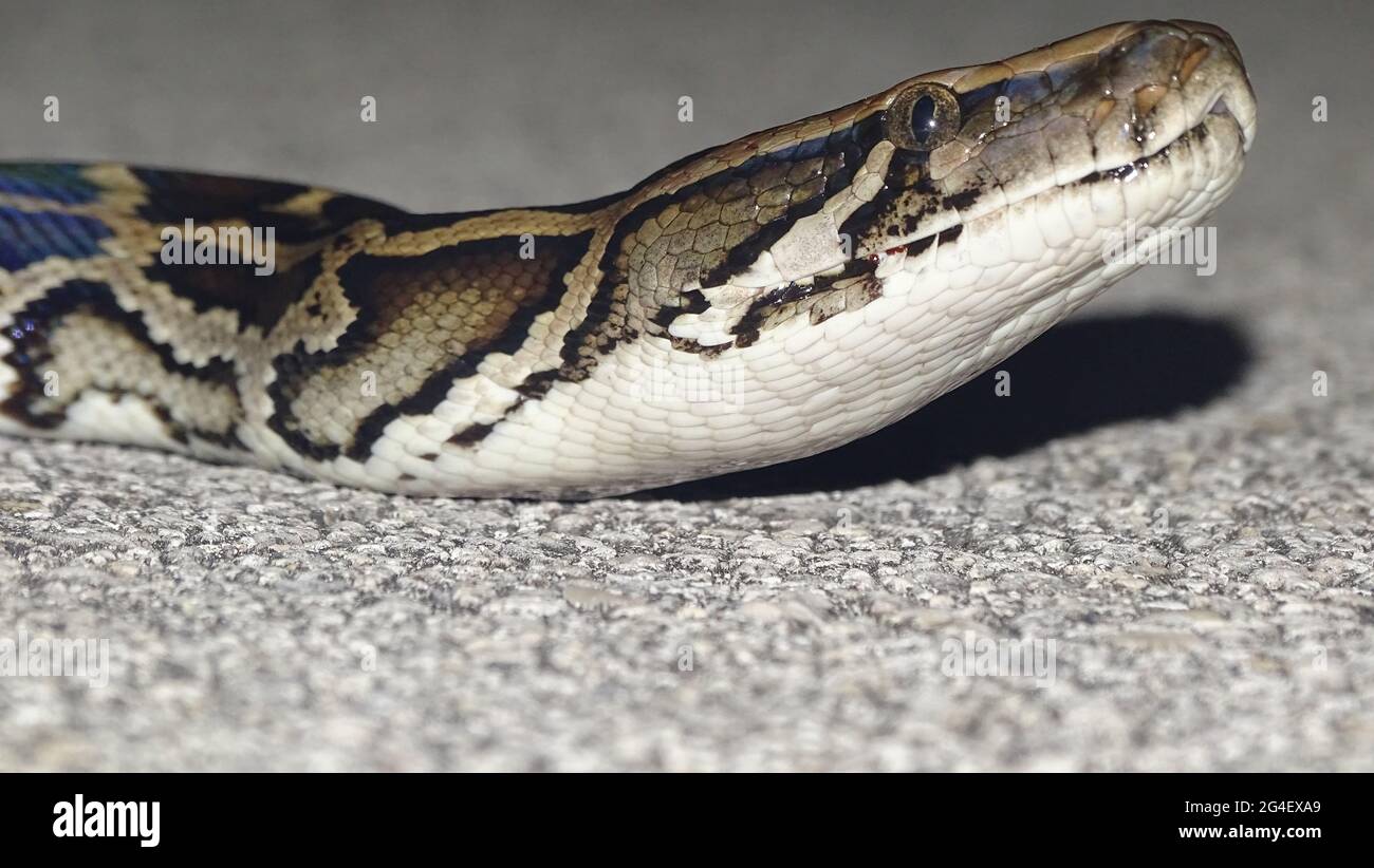 Albino yellow python Banque de photographies et d’images à haute ...