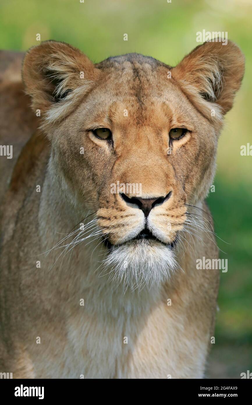 Captive female lion Banque de photographies et d’images à haute ...