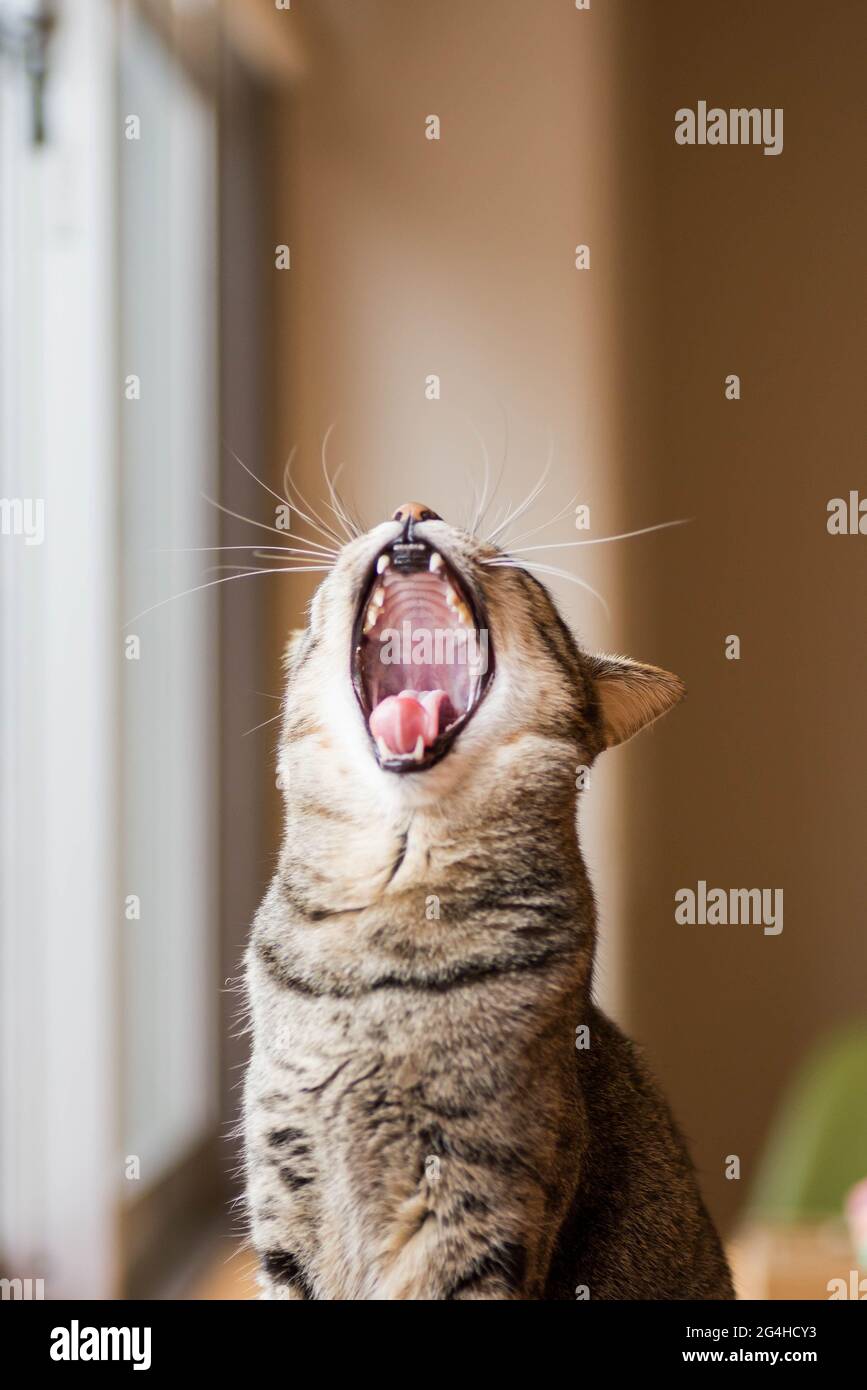 Chat miaou Banque de photographies et d’images à haute résolution - Alamy