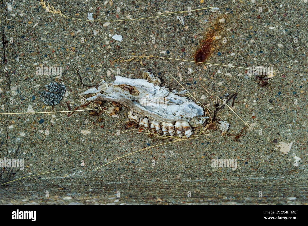 Le crâne décomposé ou la mâchoire d'un animal inconnu repose sur le ...