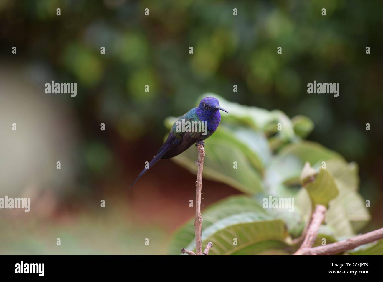 Beija flor Banque de photographies et d’images à haute résolution - Alamy