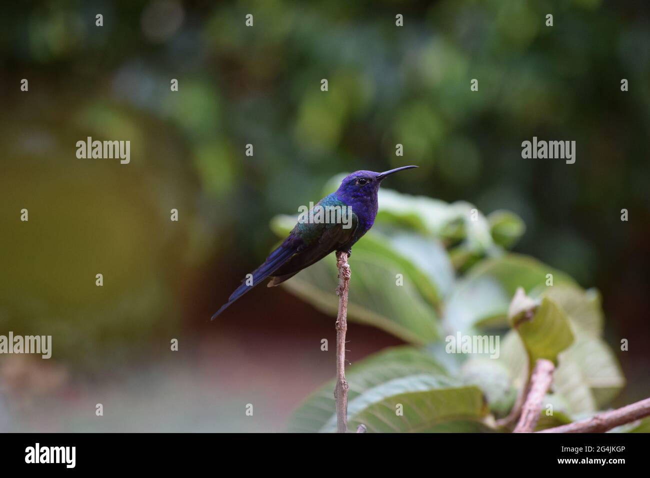 Beija flor Banque de photographies et d’images à haute résolution - Alamy